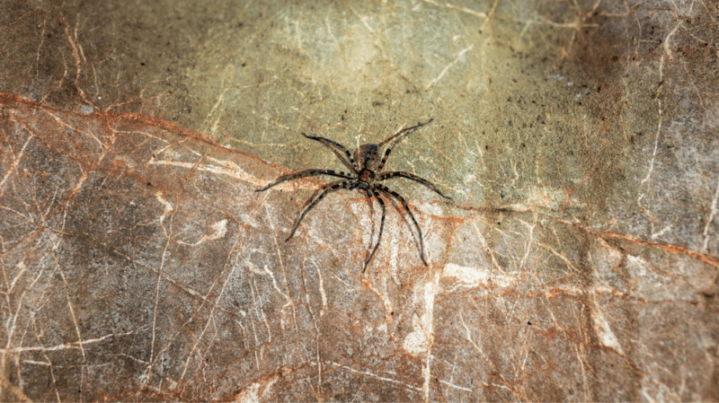 The Leading Causes of Spider Infestations According to Miami County ...