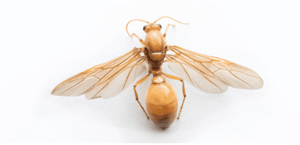 The Perfect Swarm: What You Need to Know About Termites | Tri County ...